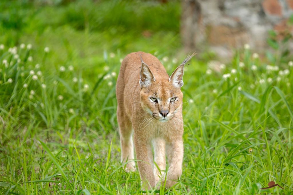 Chaminuka Home — Chaminuka Luxury Lodge