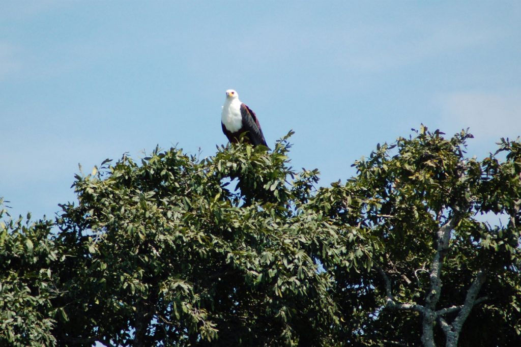 Our Story — Chaminuka Luxury Lodge