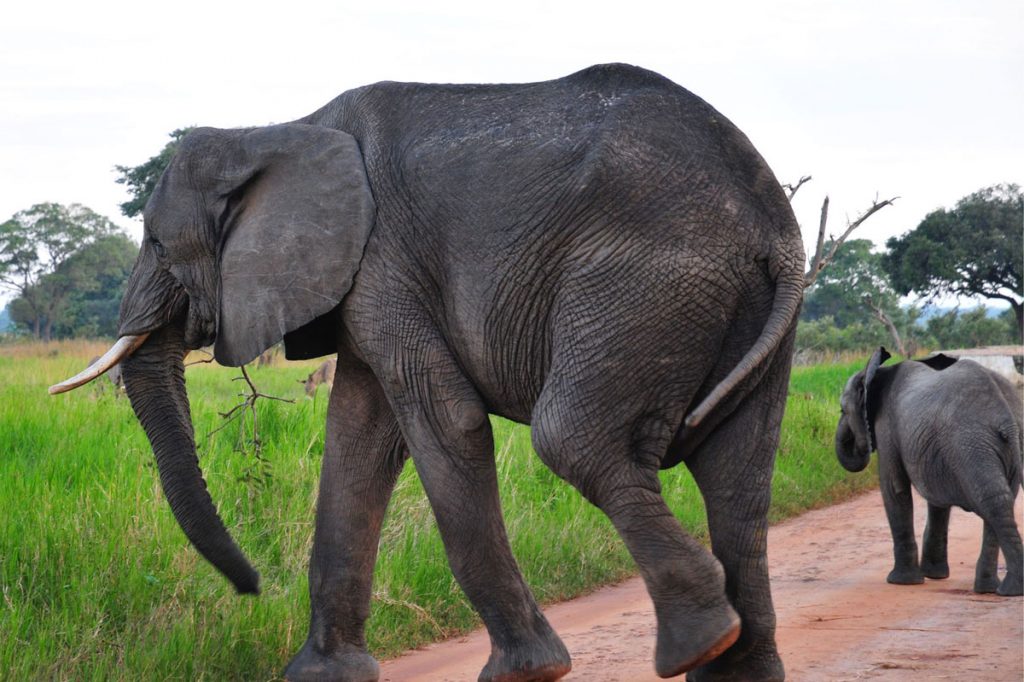 Wildlife — Chaminuka Luxury Lodge