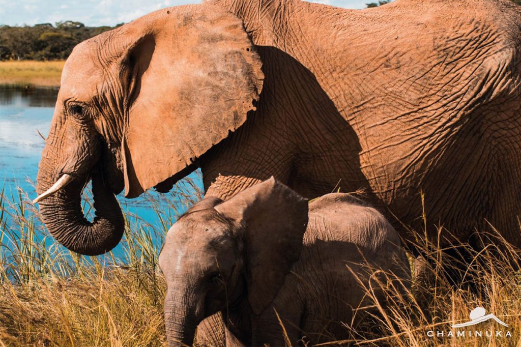 Chaminuka Home — Chaminuka Luxury Lodge