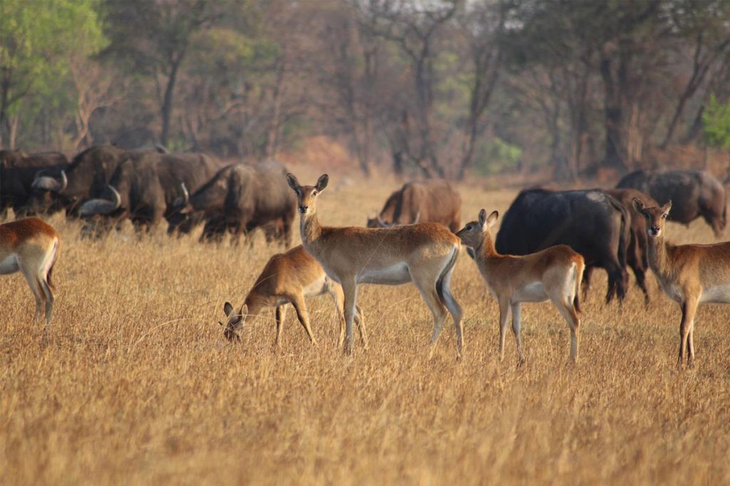 Our Story — Chaminuka Luxury Lodge