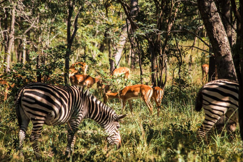 Chaminuka Home — Chaminuka Luxury Lodge